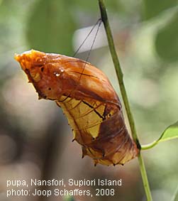 Papua Insects Foundation (Lepidoptera/Papilionidae/Ornithoptera priamus)